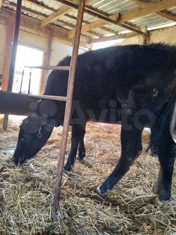 Телка годовалая