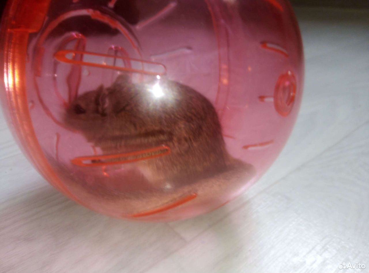 Мышки писчанки