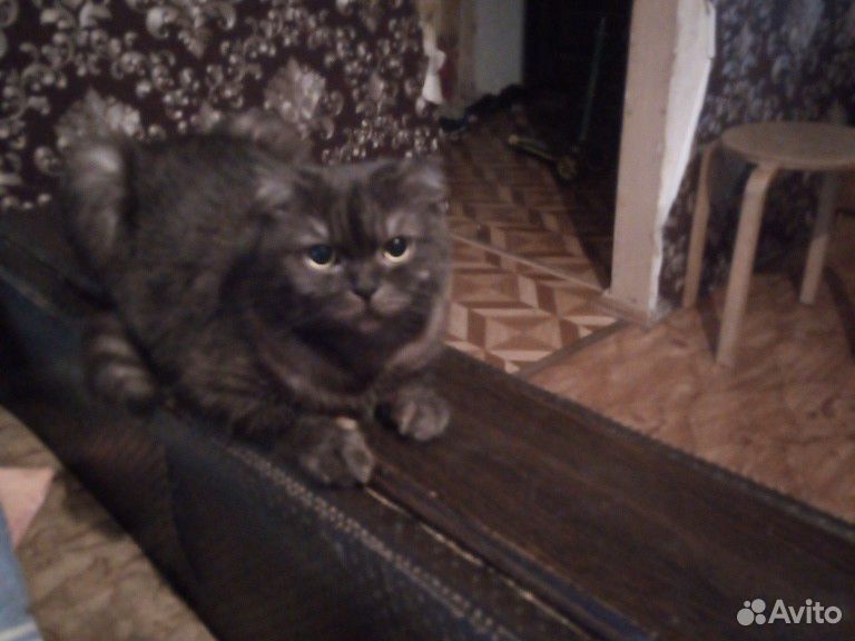 Кошка Британка вислоушка