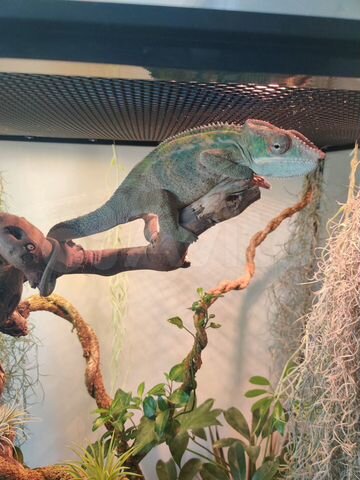 Пантеровый хамелеон (самец)