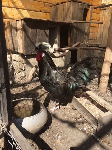 Куры петухи