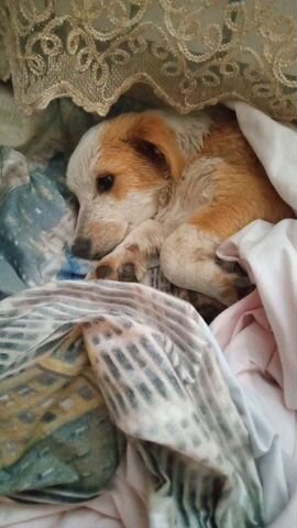 Отдам в добрые руки миленькую девочку