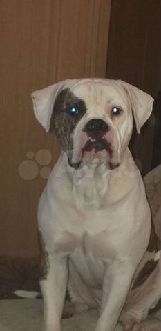 Американский бульдог Вязка