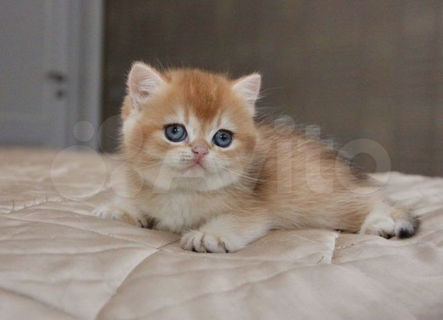 Роскошный золотой британский медвежонок