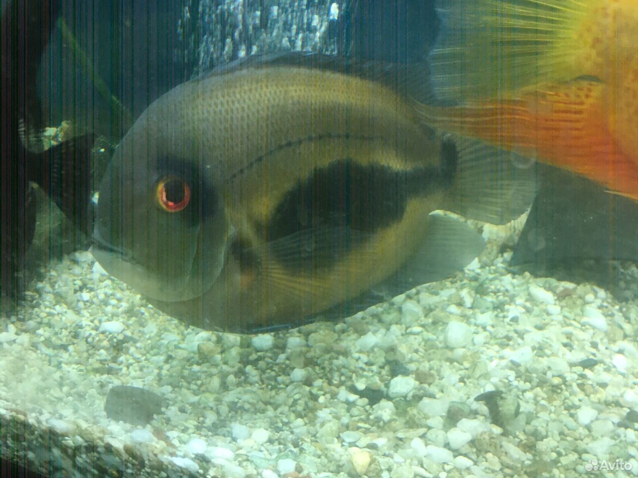 Уару, самка