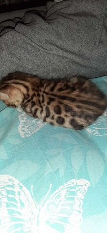 Британский котик