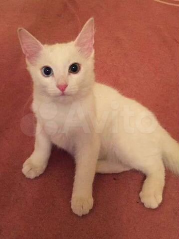 Котенок с разноцветными глазами