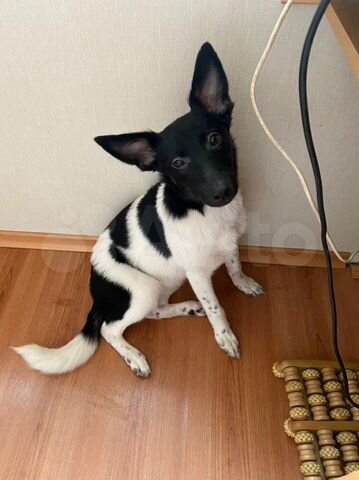 Девочка-собачка в дар