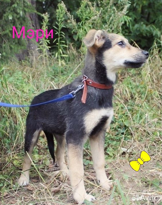 Глазастая ласковая Мэри ищет дом