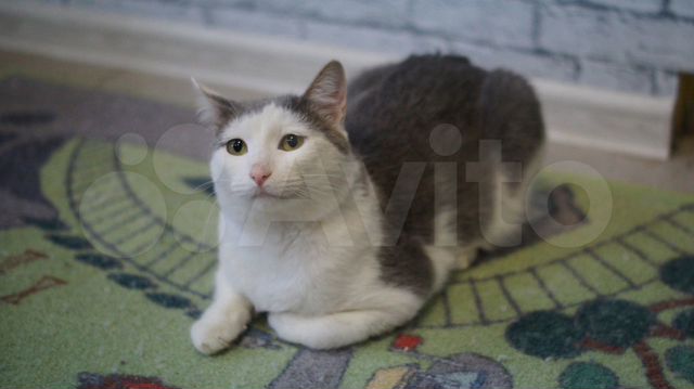 Кот Малыш ищет дом