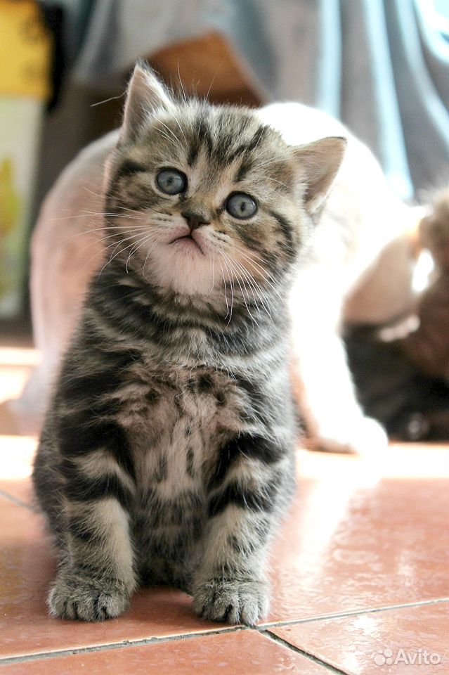 Котенок кот