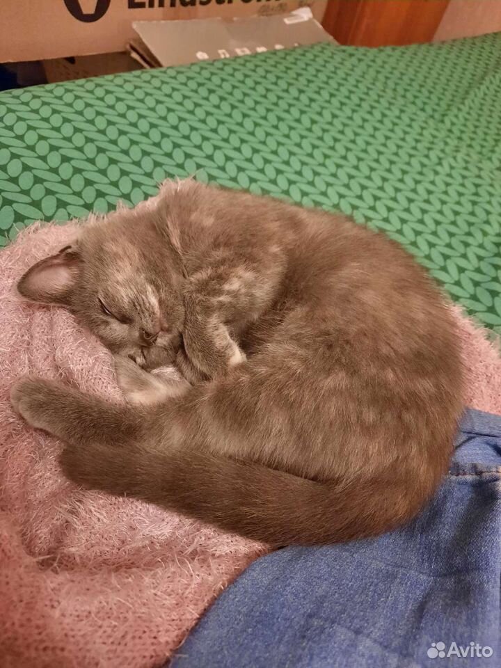 Девочка 2,5 месяца