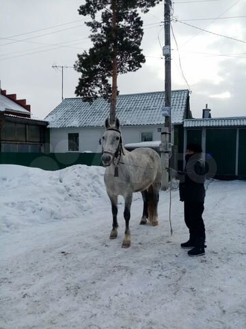 Продам кобылу орловской породы