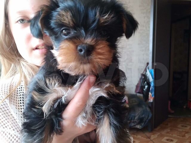 Йоркширский терьер щенки