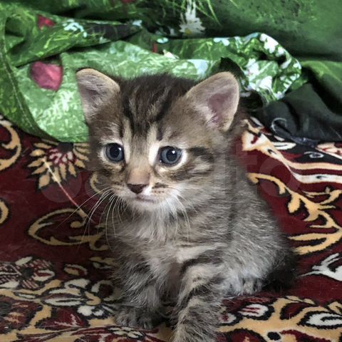 Кошка