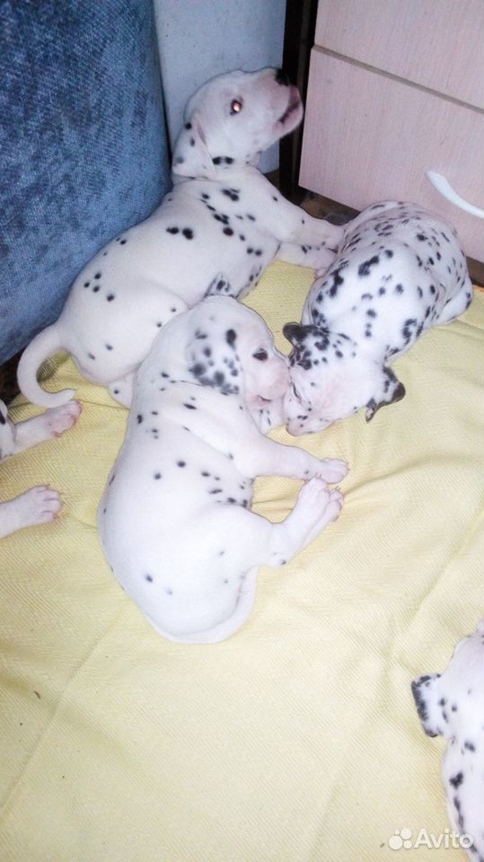 Щенки Далматина
