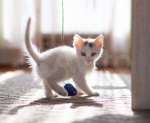 Белый пухлявый котенок 1,5 мес. в добрые руки