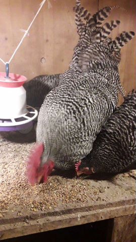 Куры Амрокс семья