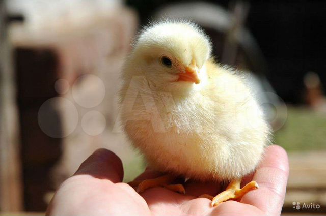 Цыплята бройлер росс-308