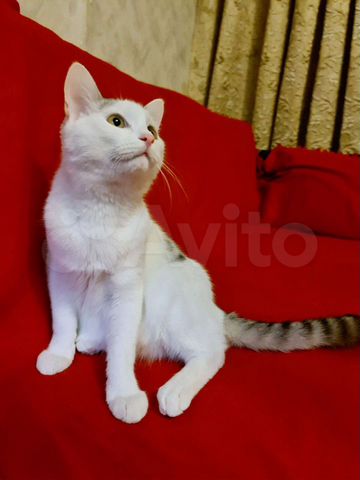 Котёнок подросток мальчик 6 месяцев кот