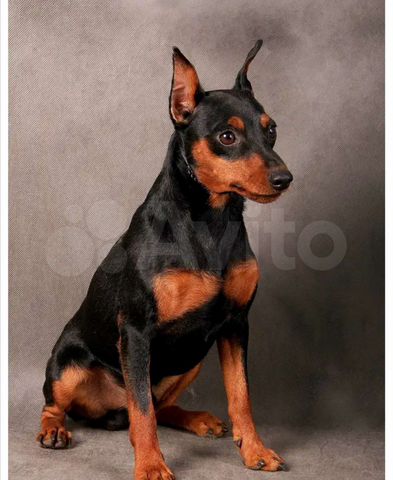 Щенки цвергпинчера