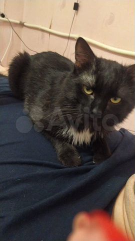 Крепыш в добрые руки