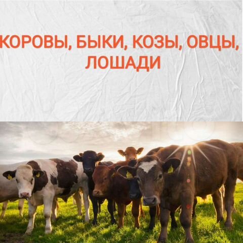 Коровы, быки, козы, овцы, лошади