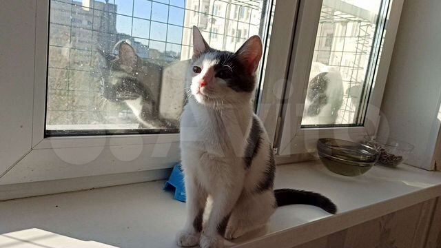 Кошка Пчёлка