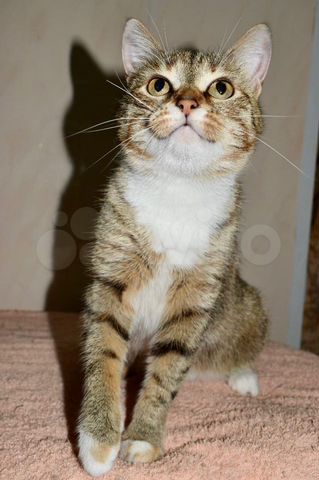 София кошечка 1,5 года