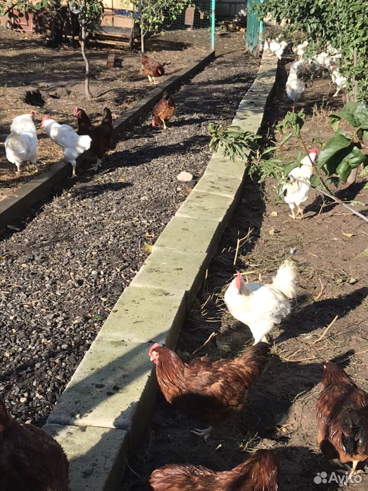 Домашние Петушки