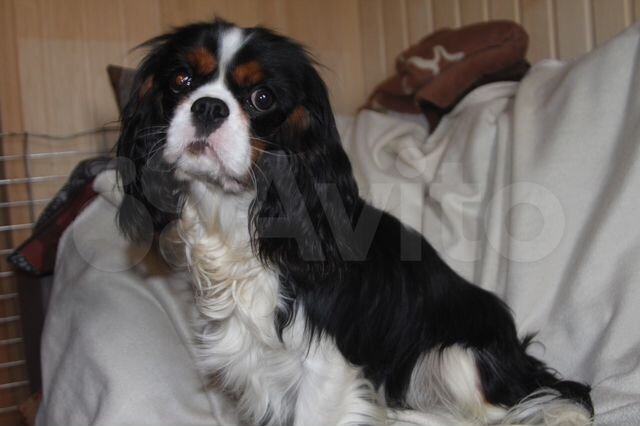 Домашние животные собаки