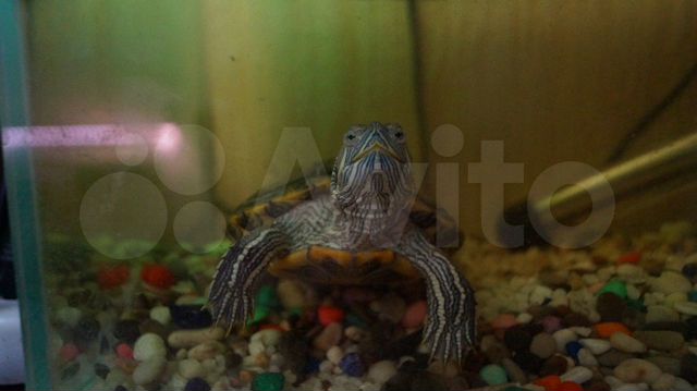 Черепаха красноухая