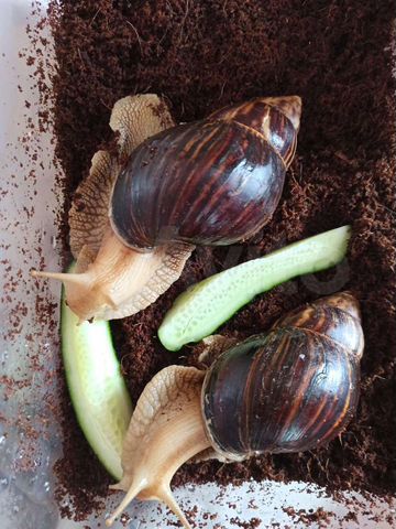 Ахатина 2 штуки