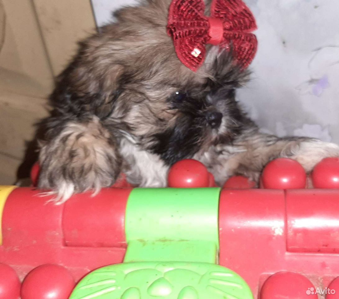 Шитцу мальчик-Медвеженок