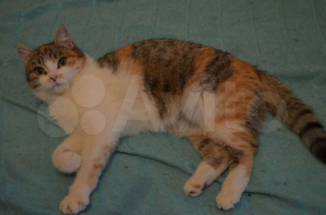 Кошка Сонечка 2 года стерильна