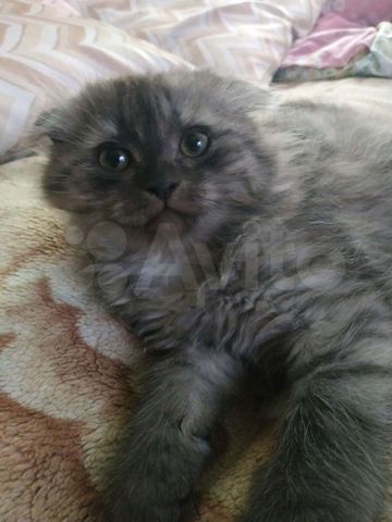 Вислоухий котенок 2 месяца