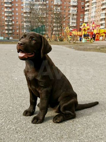 Шоколадная девочка лабрадора ретривера