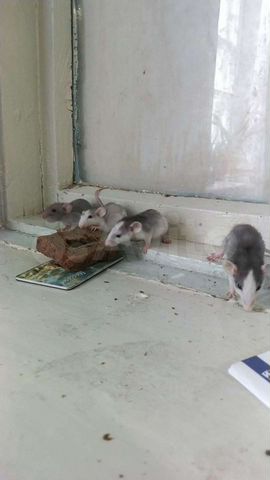 Декларативные крысы