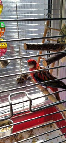 Попугай розелла