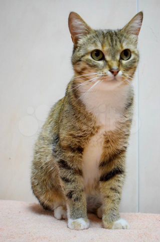 Кошка София 1,5 года