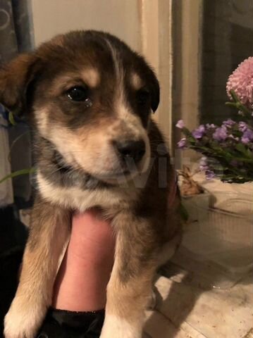 Малышочек ищет дом