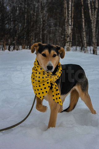 Ласковая Эмма из приюта в добрые руки