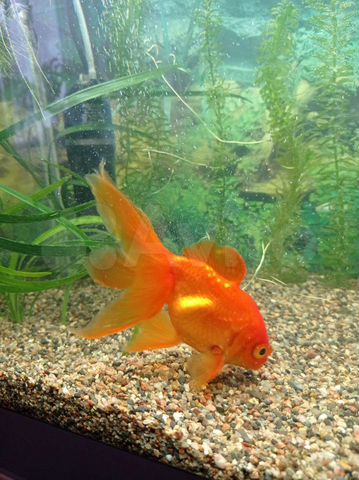 Золотая рыбка